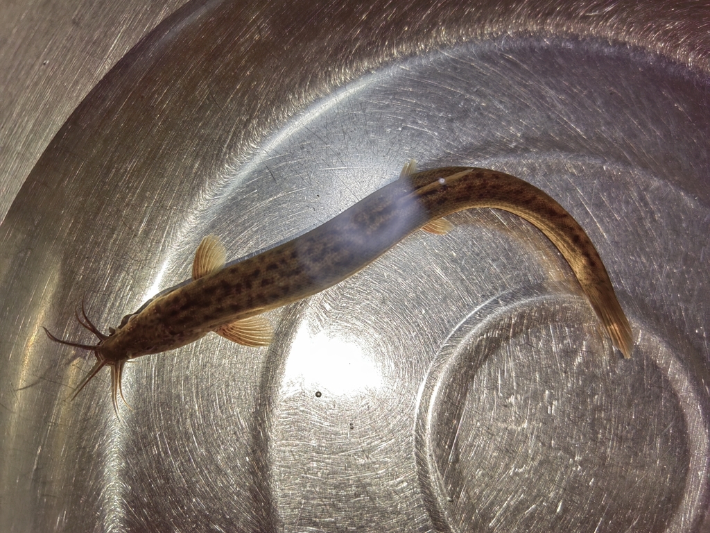 Oriental Weatherfish from Fuzhou, CN-FJ, CN on April 7, 2022 at 06:34 ...