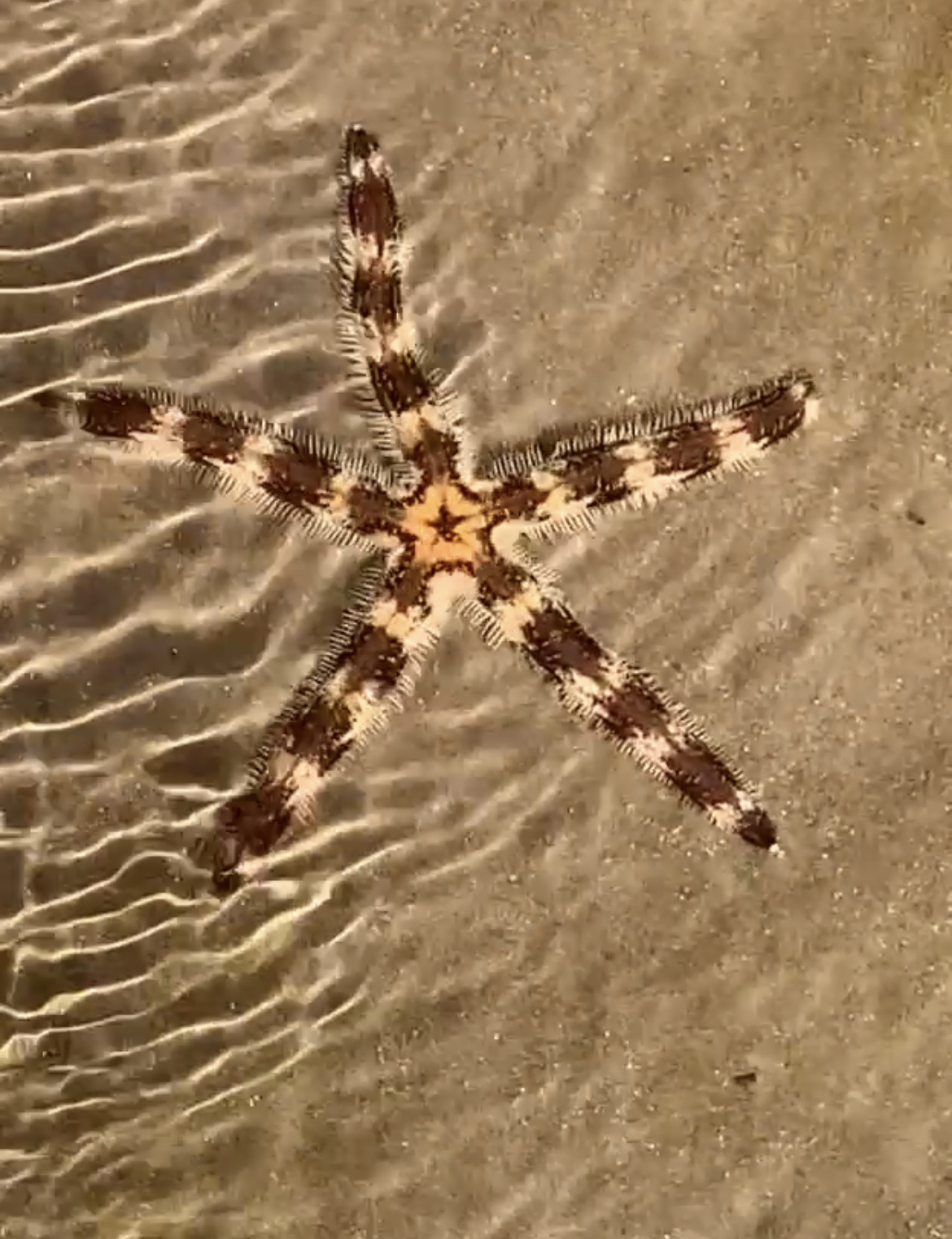 Luidia alternata (Say, 1825)