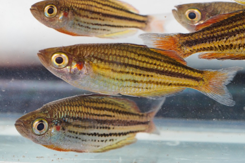 McCulloch's Rainbowfish (Melanotaenia maccullochi) - Marine Life ...