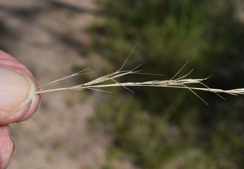 Aristida spuria · iNaturalist United Kingdom