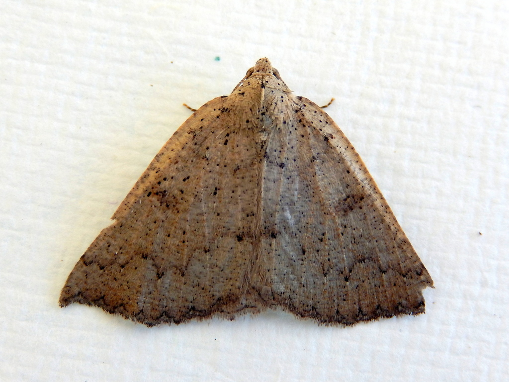 Pointed Cape Moth from Sydney NSW, Australia on April 11, 2022 at 10:20 ...
