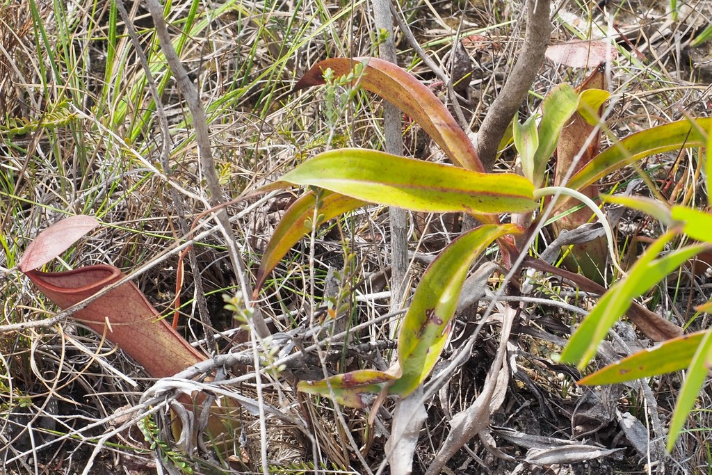Common Swamp Pitcher-Plant in September 2017 by Jesse de Vries ...