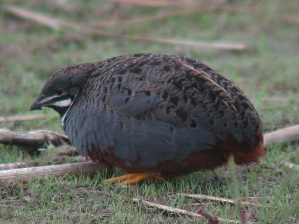 Blue-breasted Quail (Birds of Kanger Valley National Park) · iNaturalist