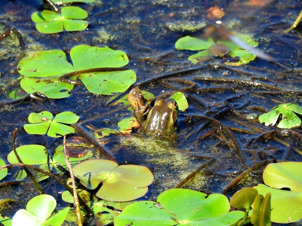 Dahl's Aquatic Frog from Georgetown QLD 4871, Australia on April 10 ...