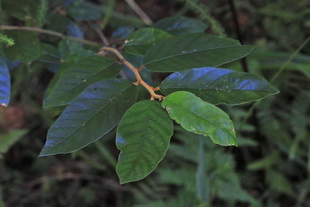 Red Ash from Gleniffer NSW 2454, Australia on April 11, 2022 at 11:30 ...