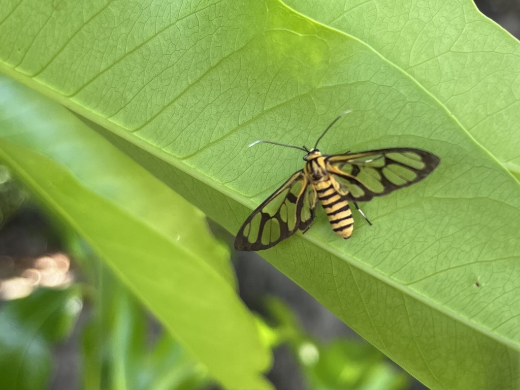 Grote's Wasp Moth from Tai Lam, New Territories, HK on April 09, 2022 ...