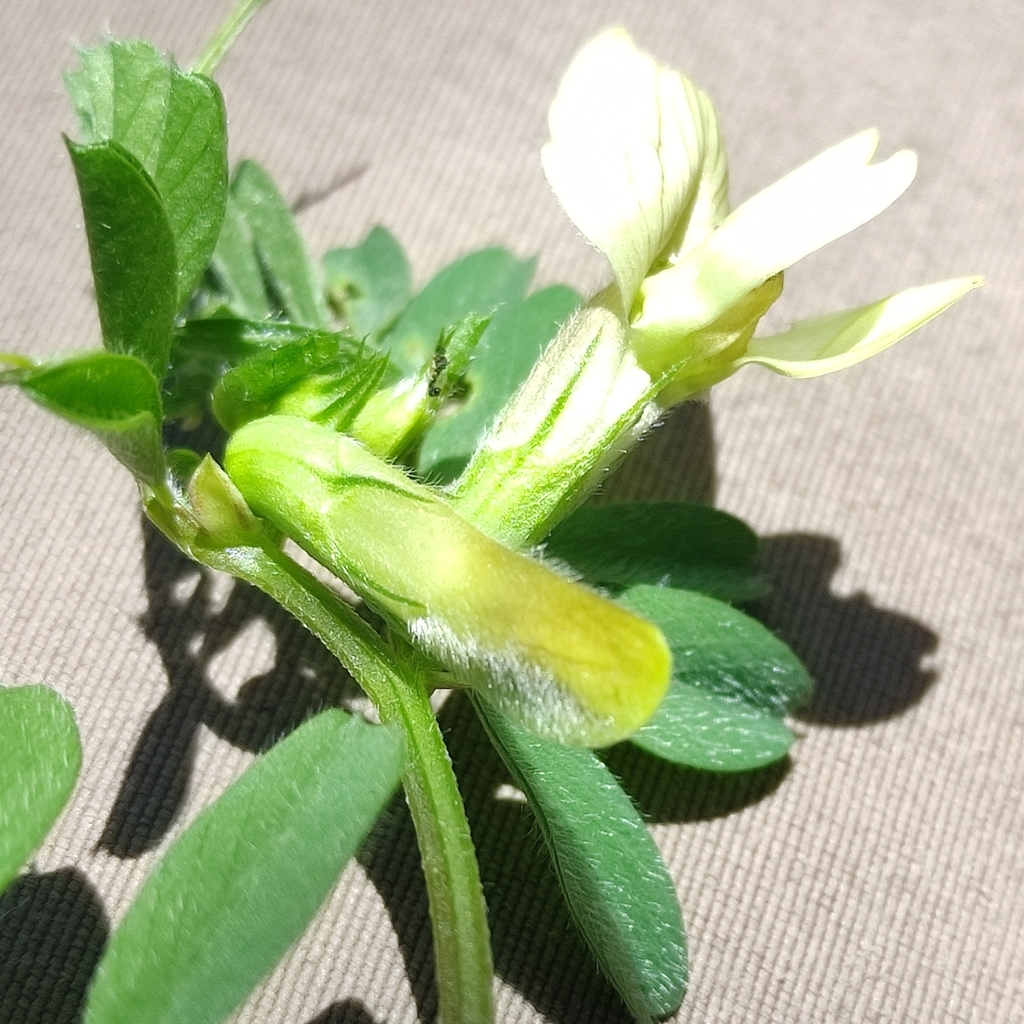 Yellow Vetch from Ionian Islands, Peloponnese, Western Greece and the ...
