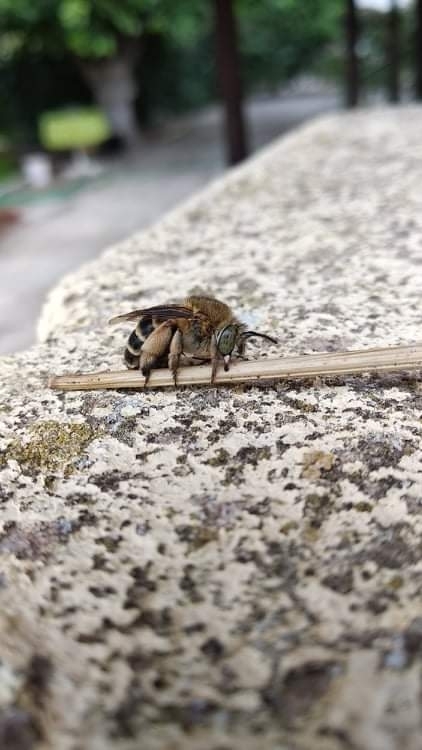 Blue-banded and Allied Digger Bees from Κεχρόκαμπος by Δημήτρης ...