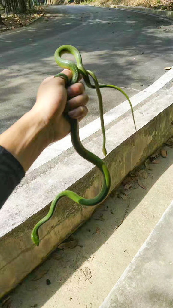Chinese Green Snake from 中国广东省广州市黄埔区 on June 30, 2017 at 12:30 PM by ...