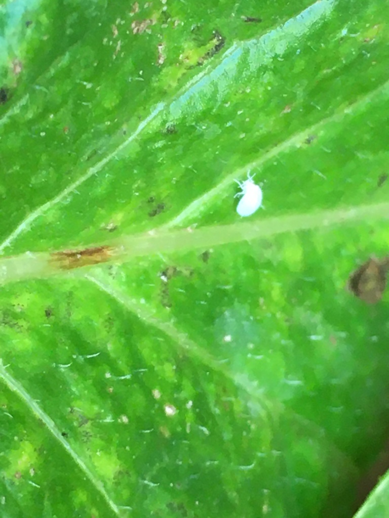 Greenhouse Whitefly from Errachidia, Marokko on April 11, 2022 at 11:17 ...