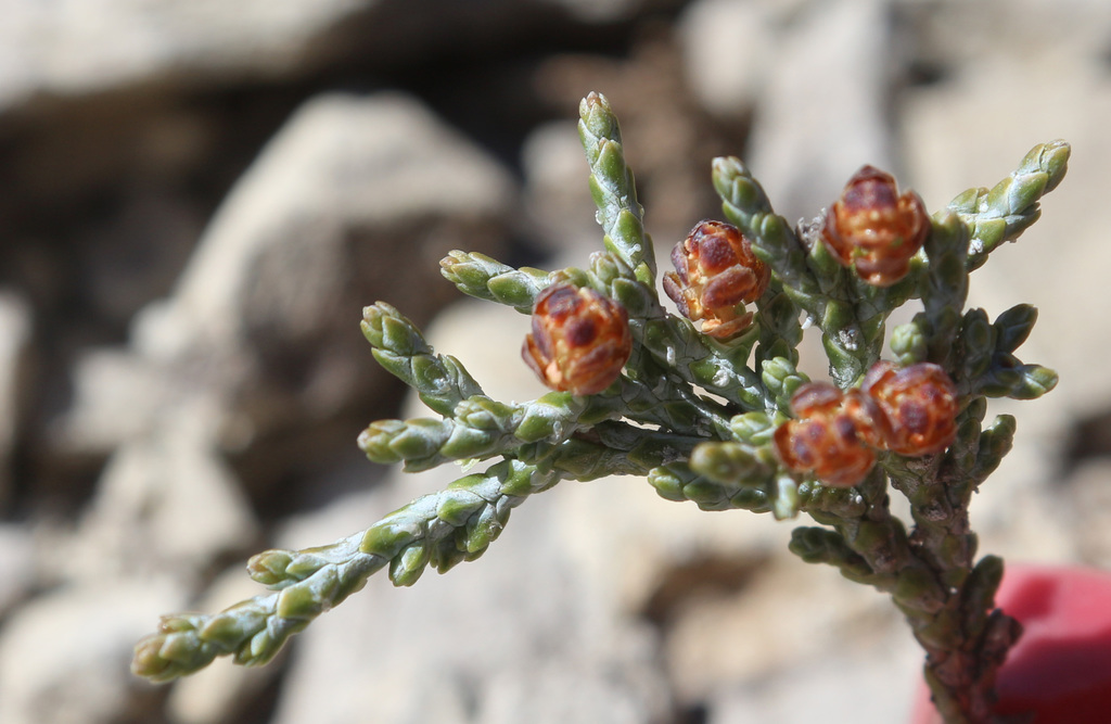 Persian juniper (Juniperus polycarpos) - Botanical Realm