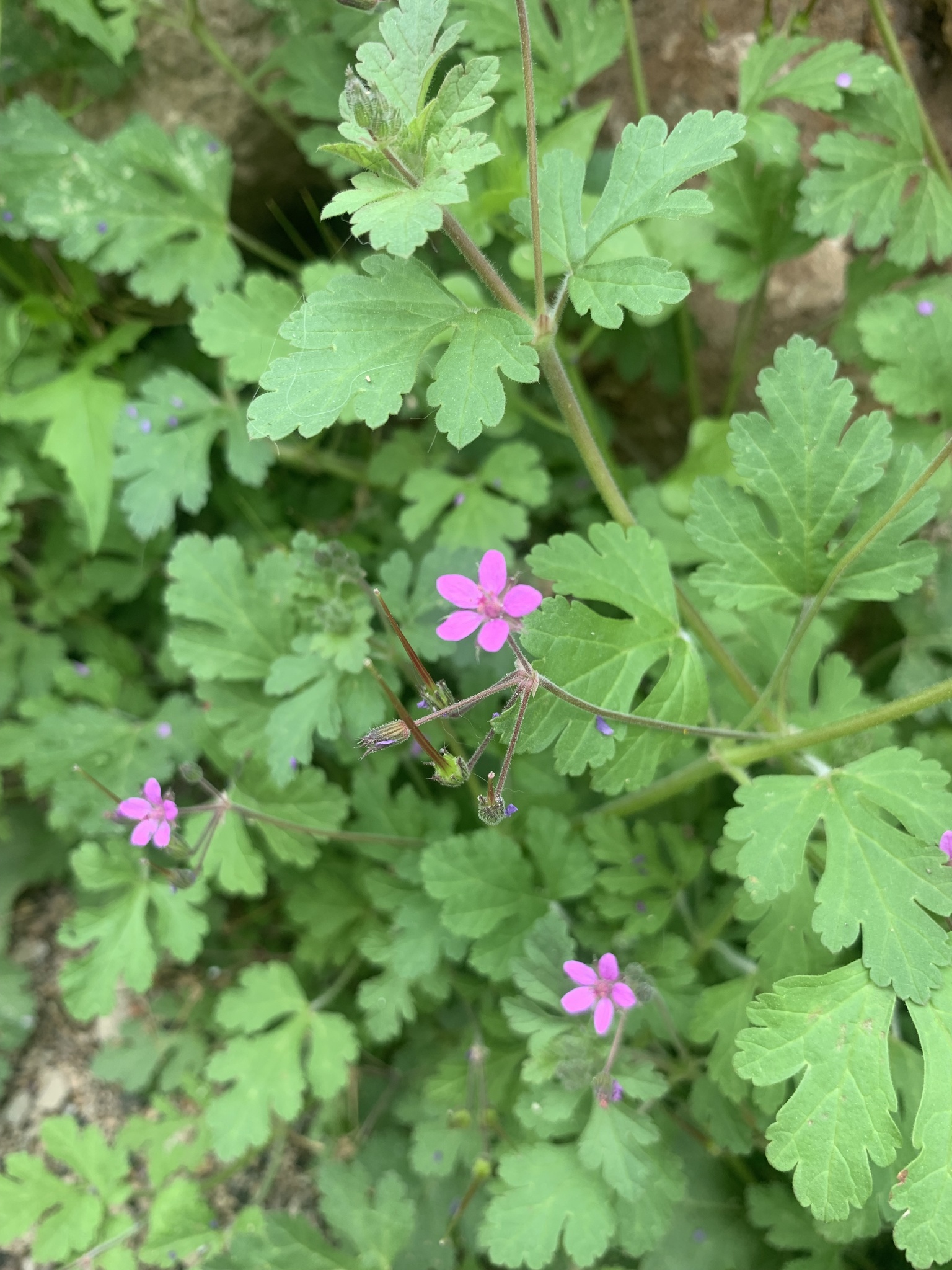 Erodium chium (Burm.fil.) Willd.