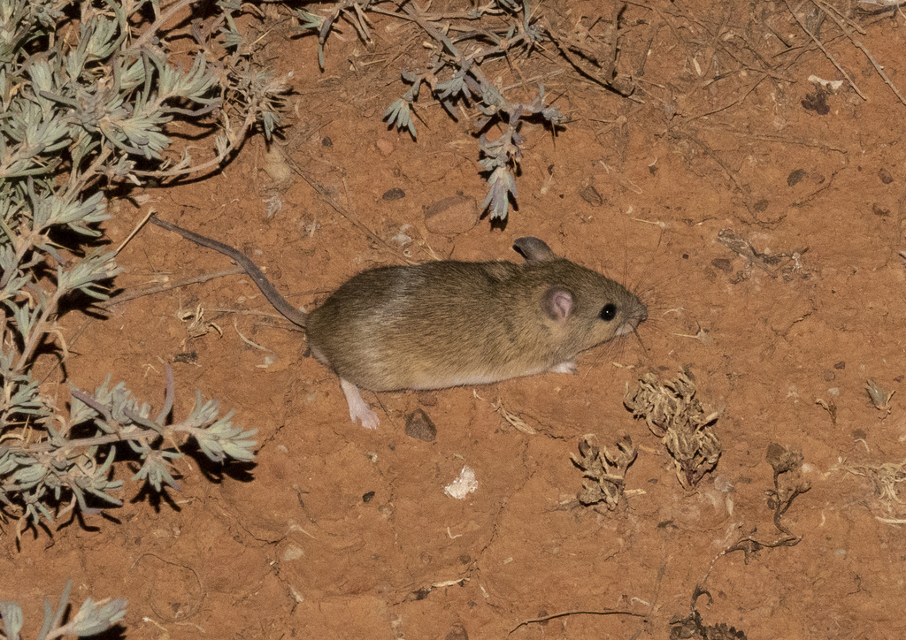 Central Short-tailed Mouse from Unincorp. Far West, AU-NS, AU on April ...