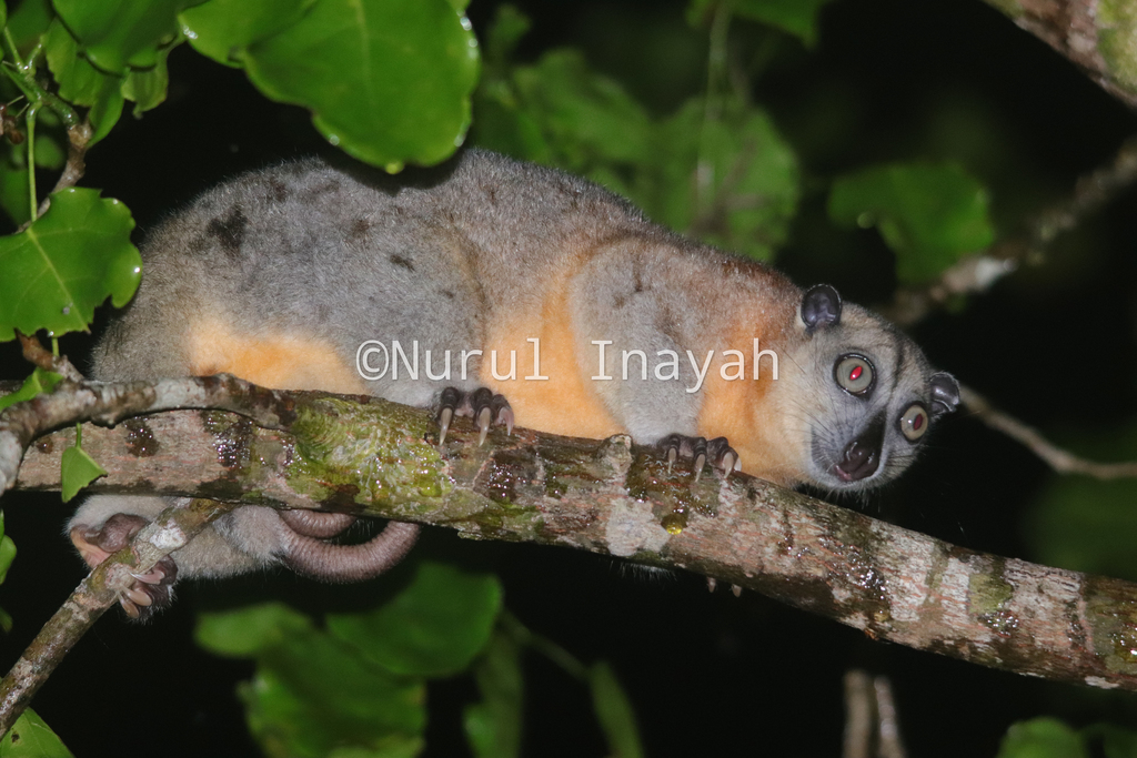 Gebe Cuscus in March 2022 by N.Inayah. Endangered and protected in ...