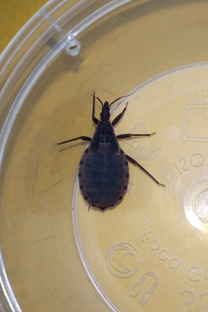 Triatoma rubrofasciata in April 2022 by Ananda Virgiana Prima Dewi ...