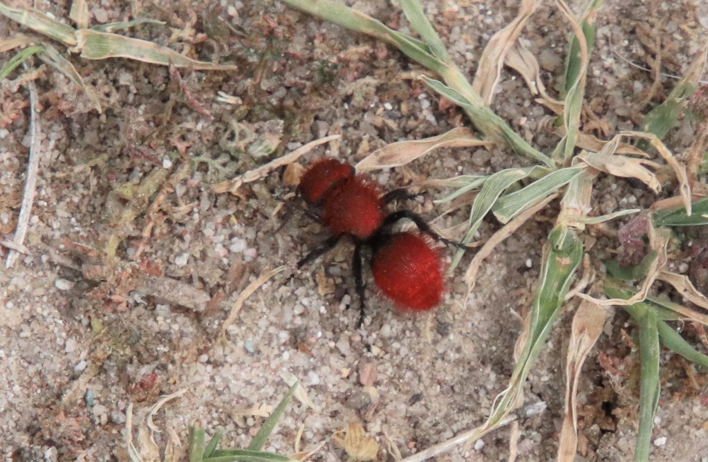Pacific Velvet Ant from Mission Trails Regional Park, San Diego, CA ...