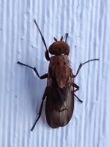 Suillia oldenbergii · iNaturalist