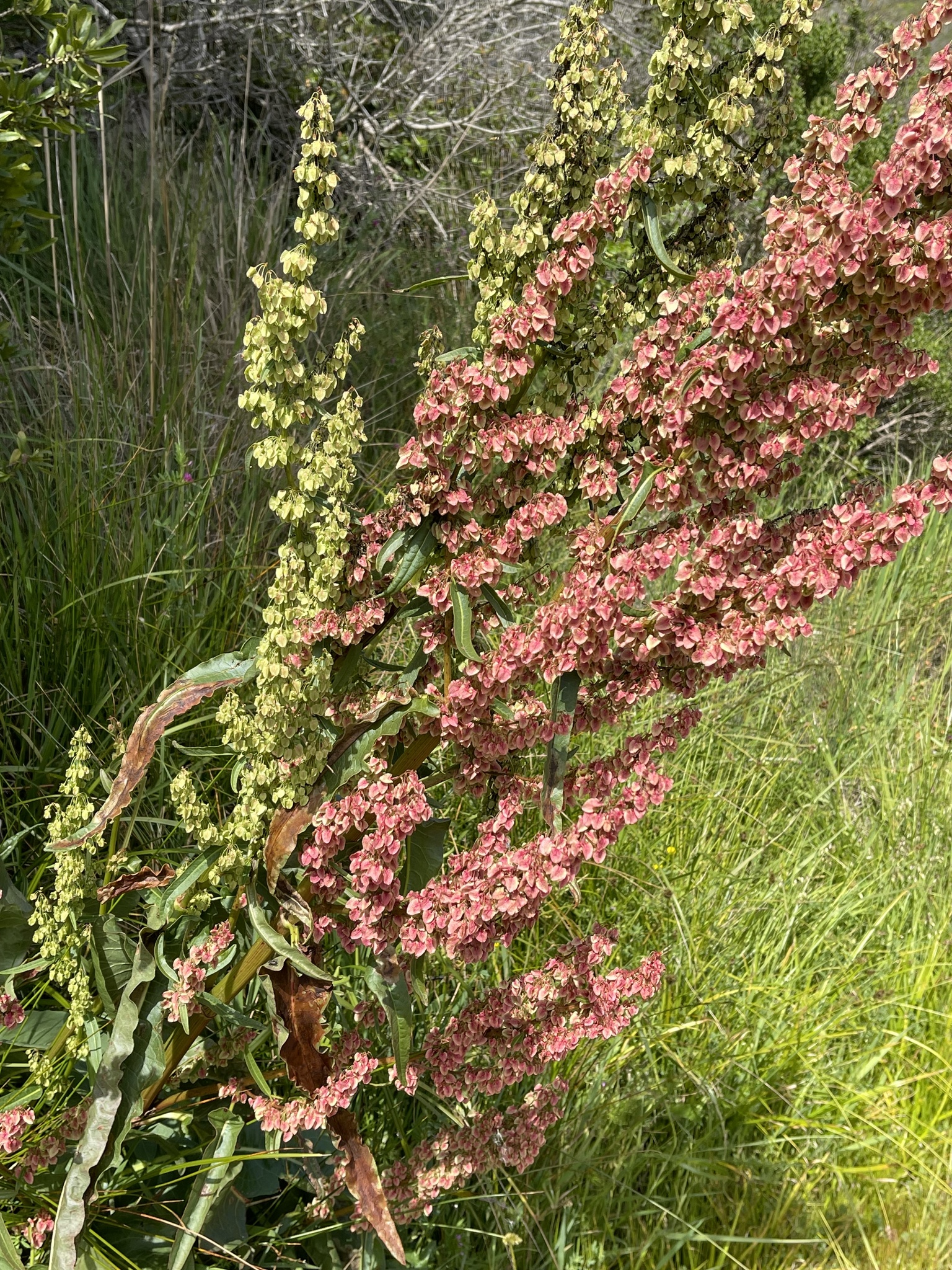 Rumex occidentalis (Michx.) S.Watson