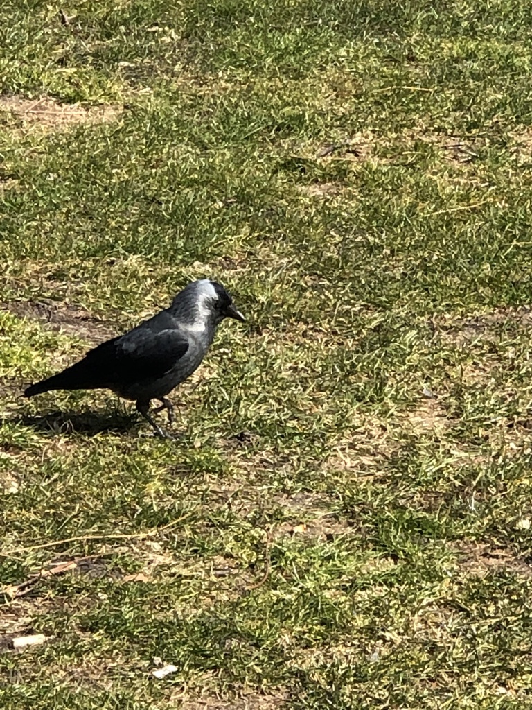 Eurasian Jackdaw from The King's Garden, København, Copenhagen, DK on ...