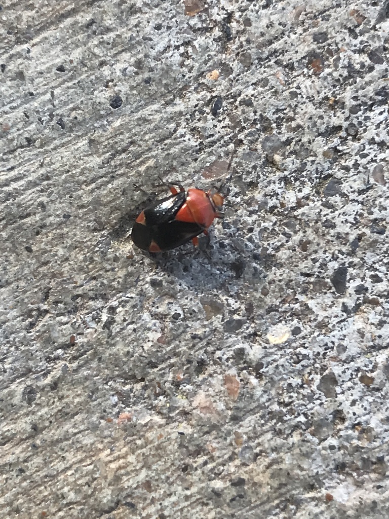Neocapsus cuneatus from Clear Lake Ct 77459, Missouri City, TX, US on ...