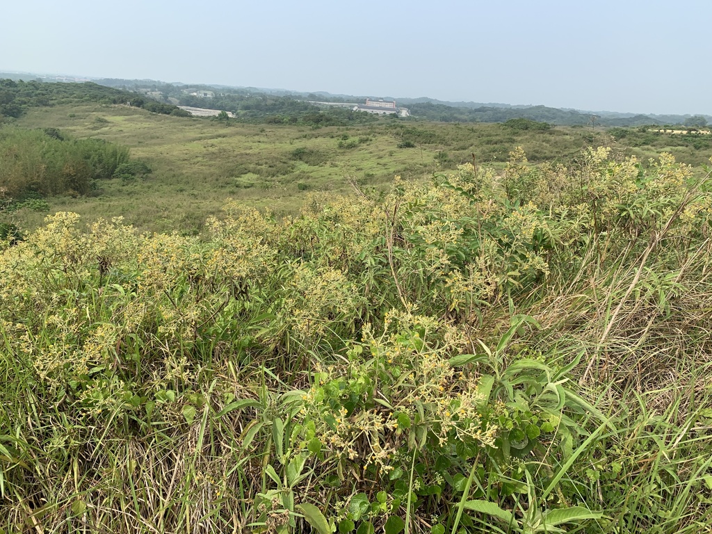 Sambong (Blumea balsamifera) - Botanical Realm