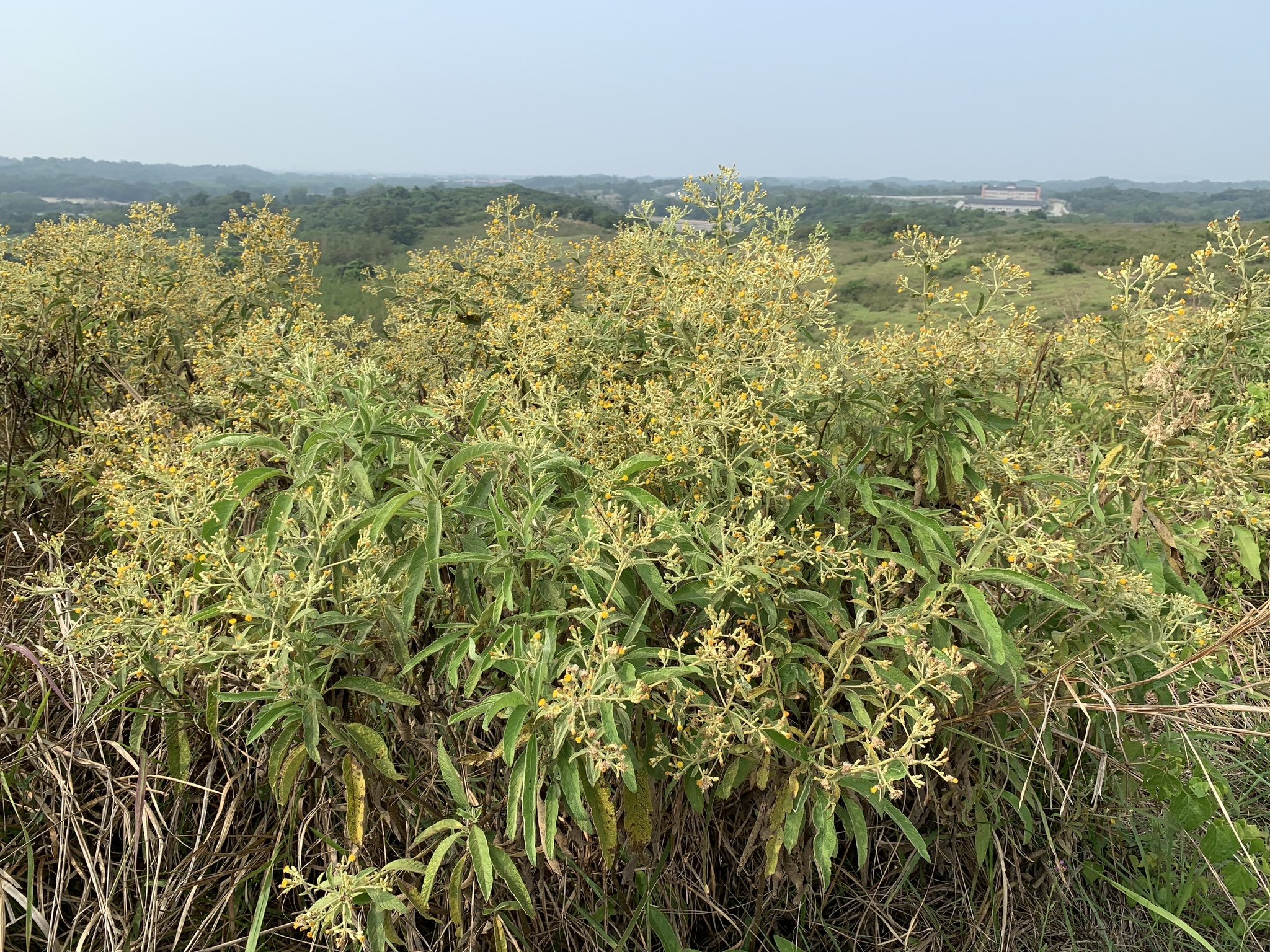 Blumea balsamifera (L.) DC.