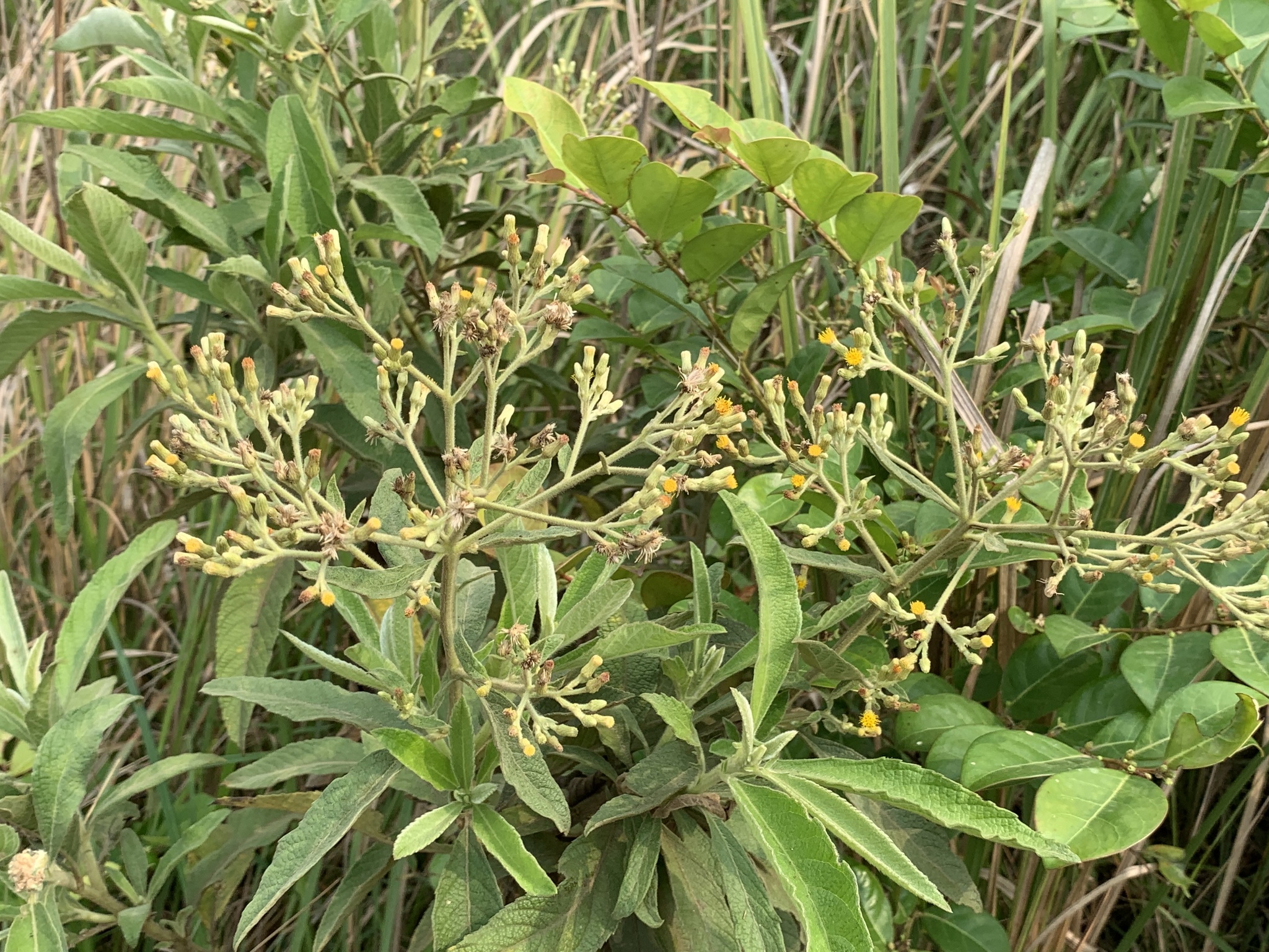 Blumea balsamifera (L.) DC.
