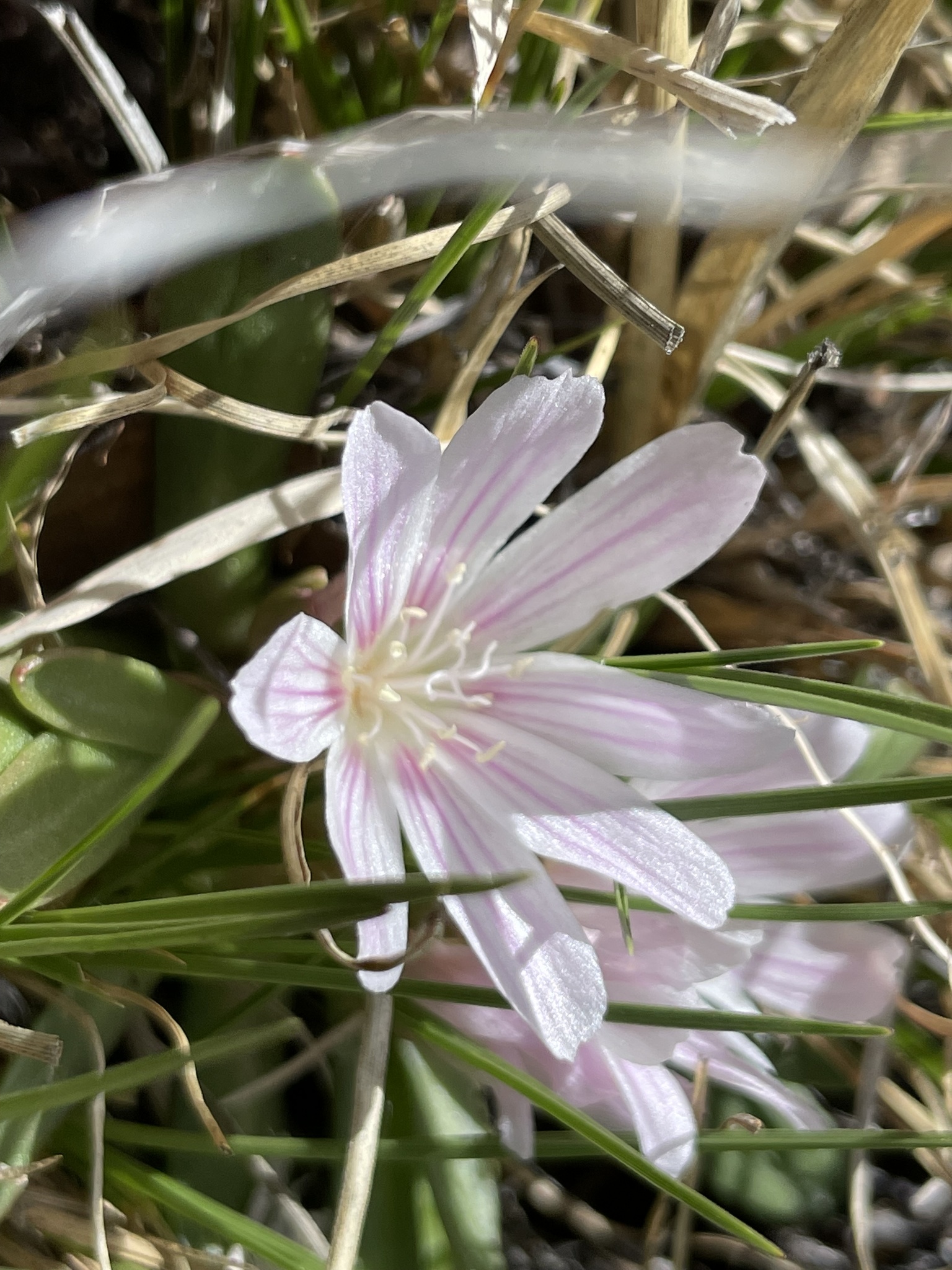 Lewisia brachycalyx Engelm. ex A.Gray