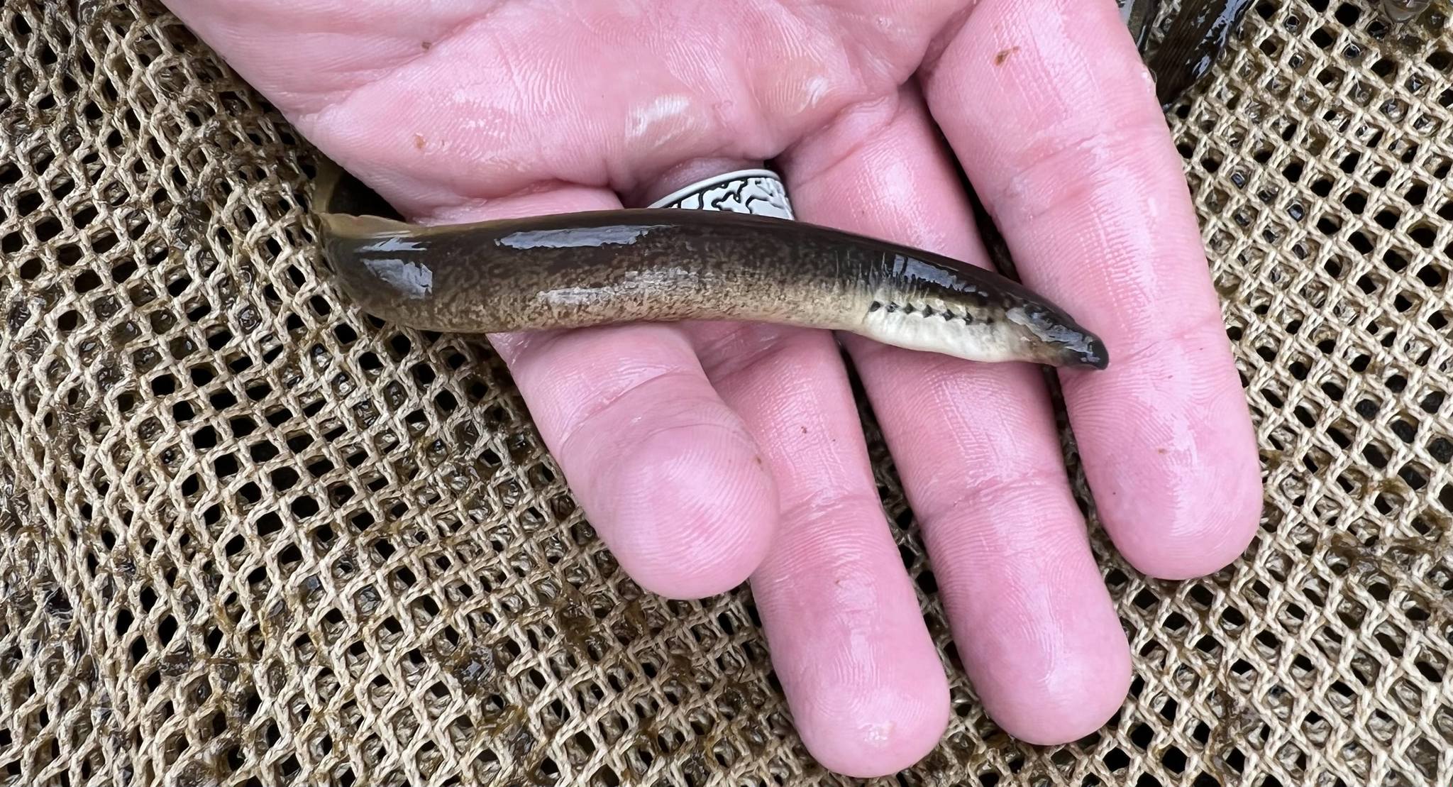 Ichthyomyzon fossor Reighard & Cummins, 1916