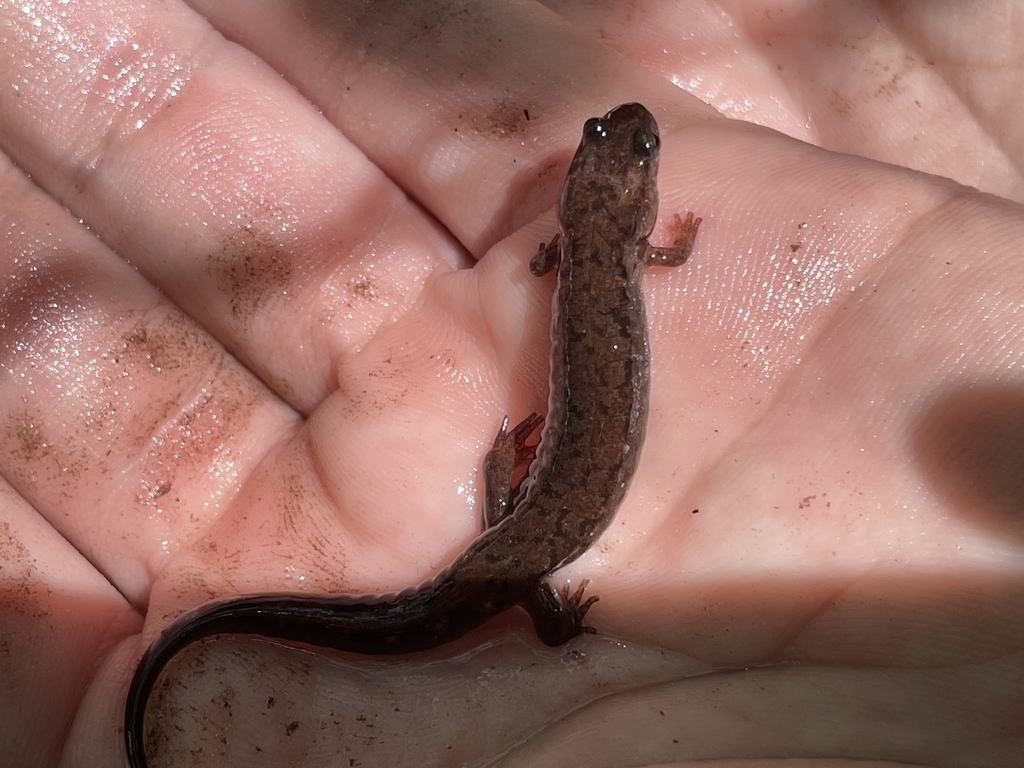 Apalachicola Dusky Salamander in April 2022 by Noah Strycker · iNaturalist