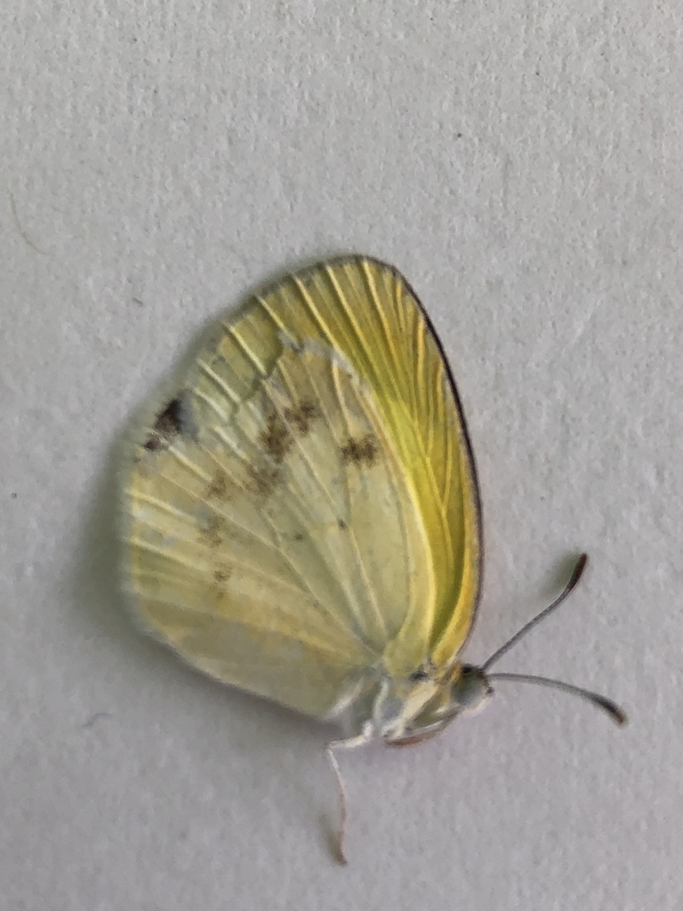 Little Yellow from Nevis, Saint Kitts and Nevis, KN on April 11, 2022 ...