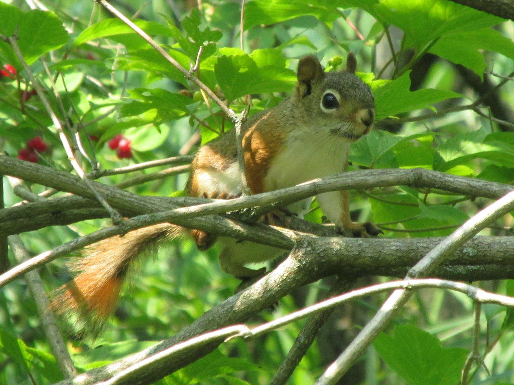 American Red Squirrel from Washington County, WI, USA on July 19, 2021 ...