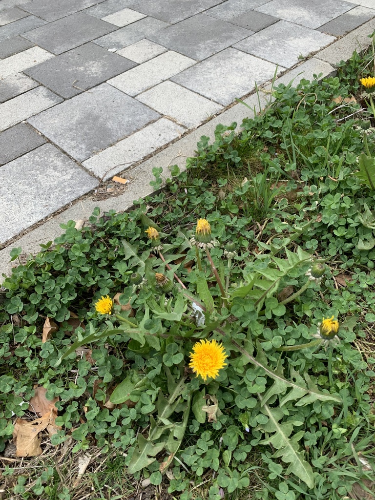 common dandelion from Feuerbacher Straße, Kandern, Baden-Württemberg ...
