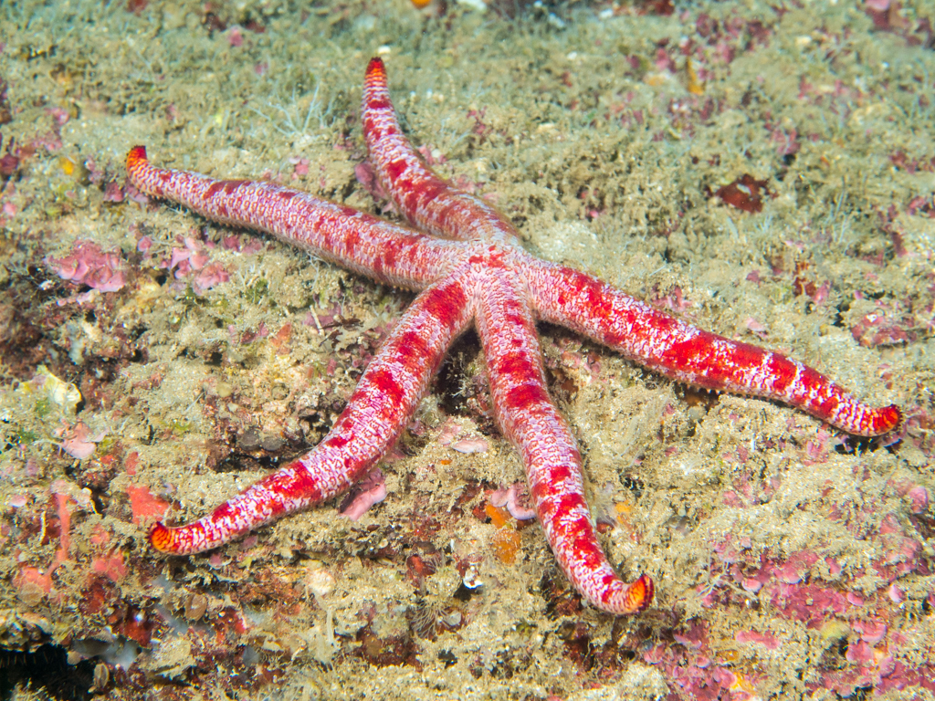 Red Velvet Star (Asterozoa of the United States) · iNaturalist