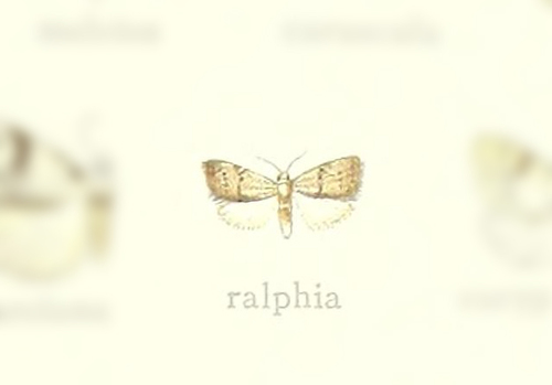 Nola ralphia · iNaturalist
