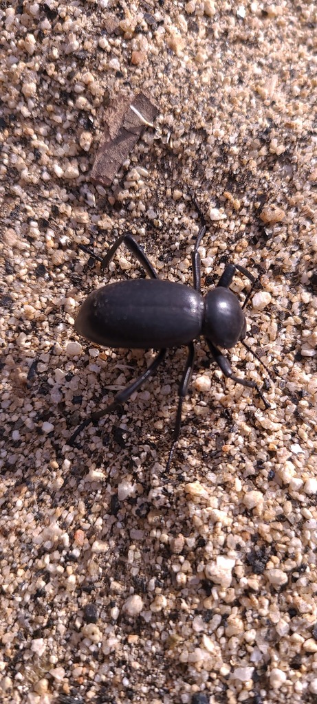 Eleodes grandicollis from Mexicali, Baja California, Mexico on April 9 ...