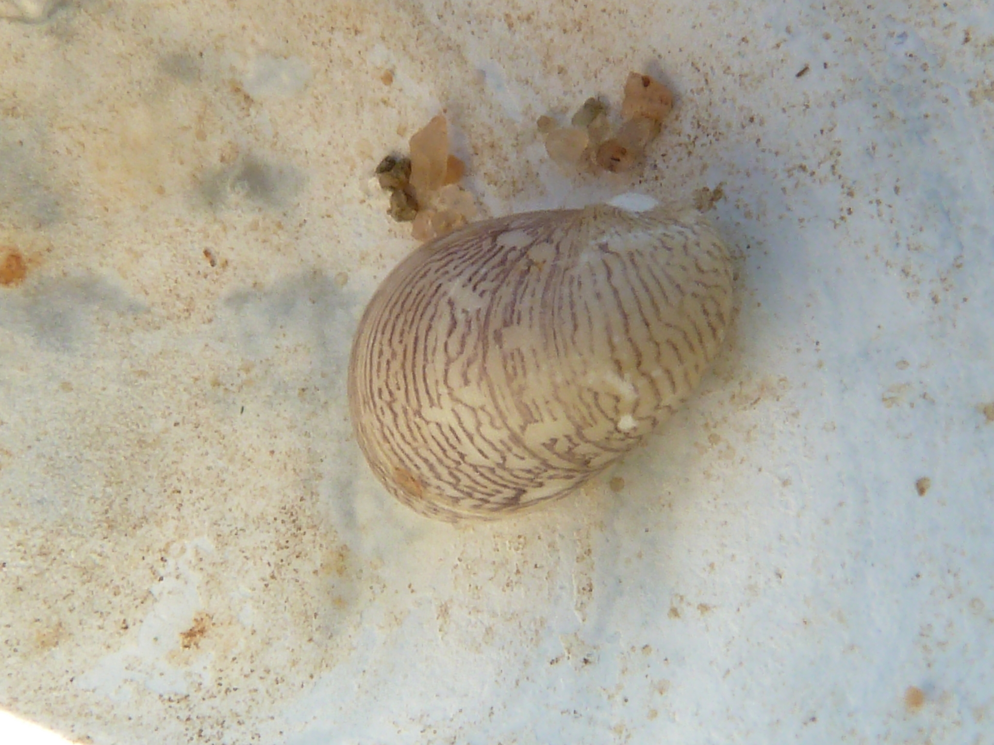 Theodoxus Montfort, 1810