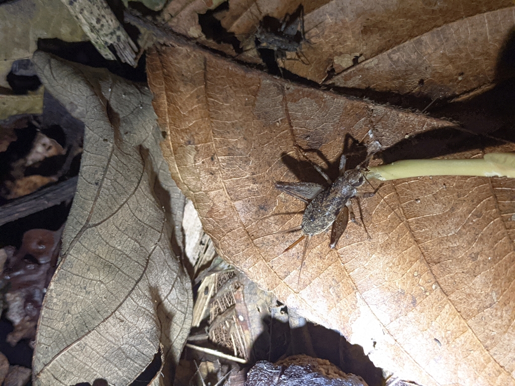 True Crickets and Allies from Santa Marta, Magdalena, Colombia on April ...