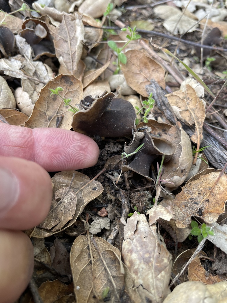 Helvella compressa from Lyons Valley Rd, Jamul, CA, US on April 11 ...