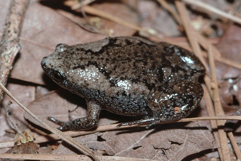 Eastern Narrow-mouthed Toad (Frogs and Toads of Virginia) · iNaturalist