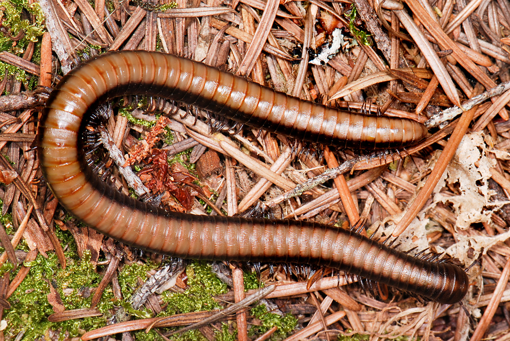 Californiulus chamberlini (Millipedes of Oregon Caves National Monument ...