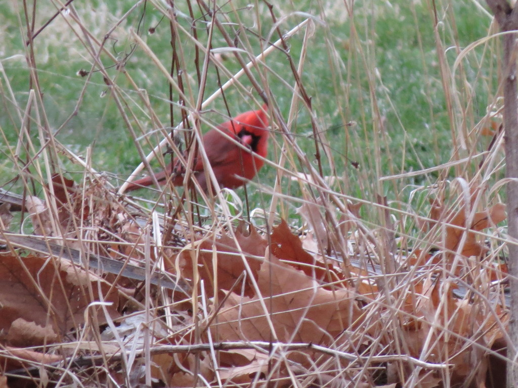 Northern Cardinal from Rockford, IL, USA on April 11, 2022 at 11:21 AM ...