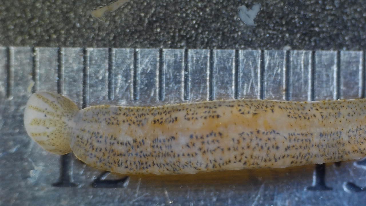 Piscicola geometra (Linnaeus, 1761)