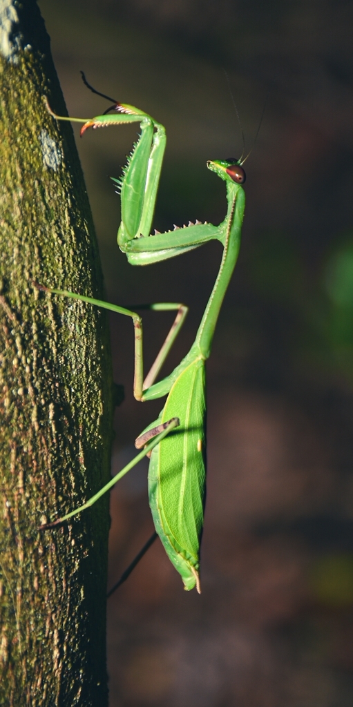 Thorny-armed Mantis from HFVC+FW5, San Francisco de Tortuguero, Limón ...