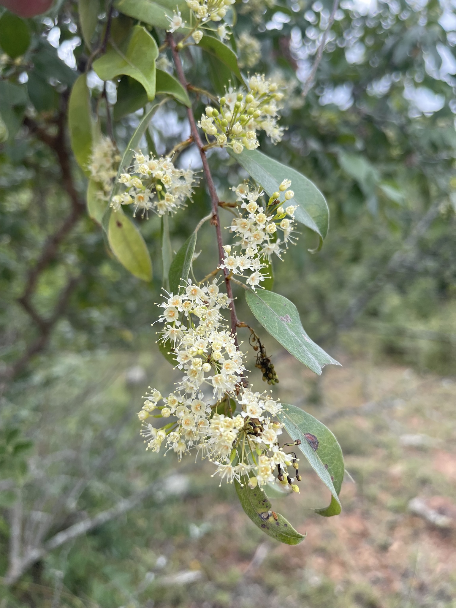 Pteleopsis myrtifolia (M.A.Lawson) Engl. & Diels