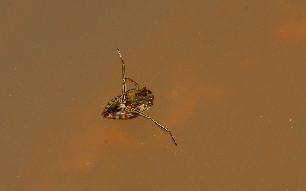 Enithares from Wonderboom, Pretoria, 0182, South Africa on April 11 ...