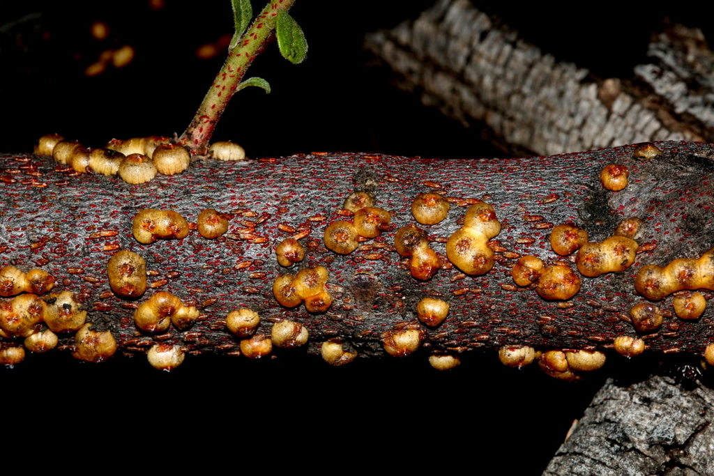 Scale Insects from Wonderboom, Pretoria, 0182, South Africa on April 11 ...
