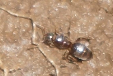 Shaded Fuzzy Ant from Warren, NJ 07059, USA on May 27, 2018 at 07:38 PM ...