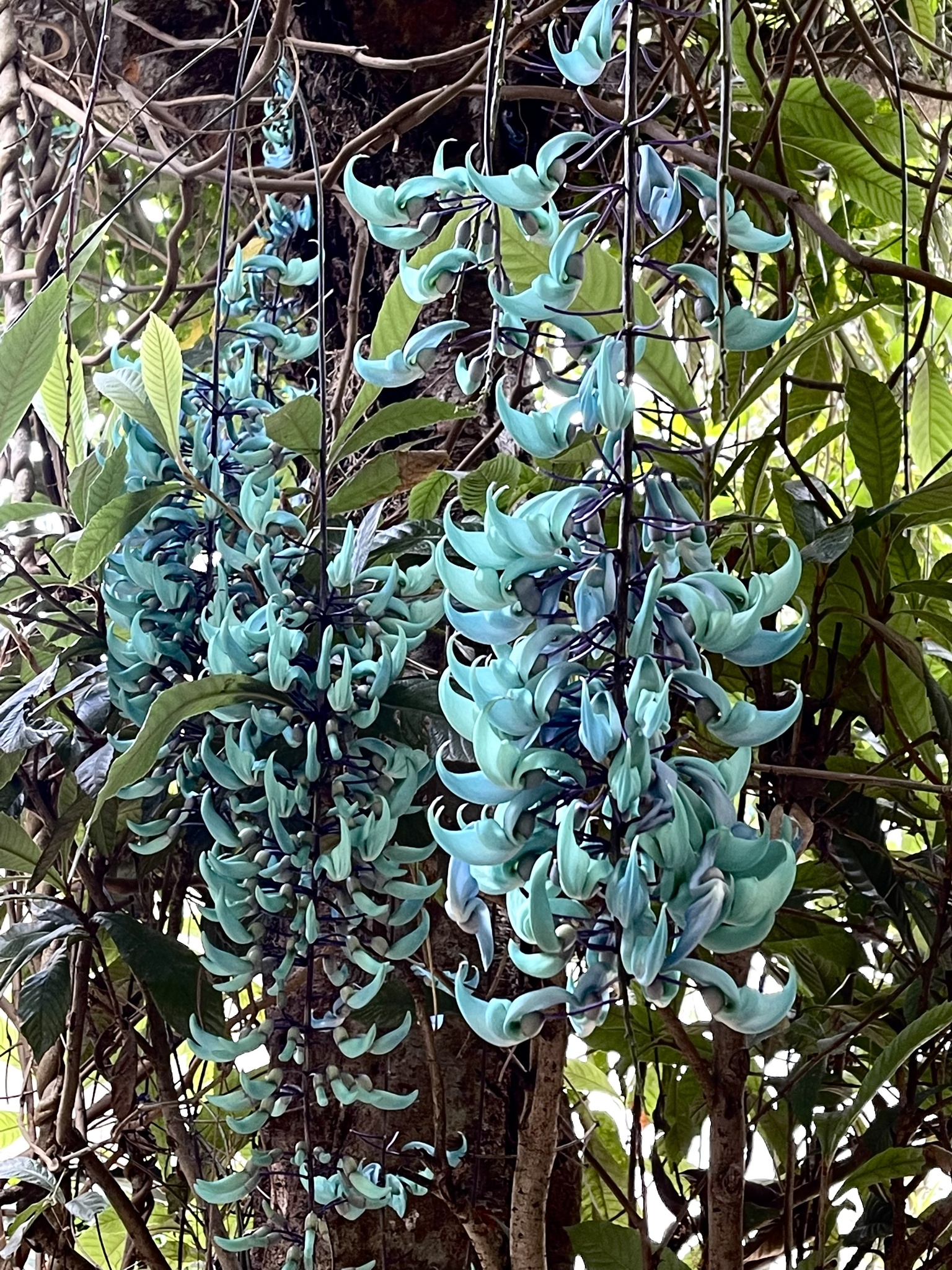 Strongylodon macrobotrys A.Gray