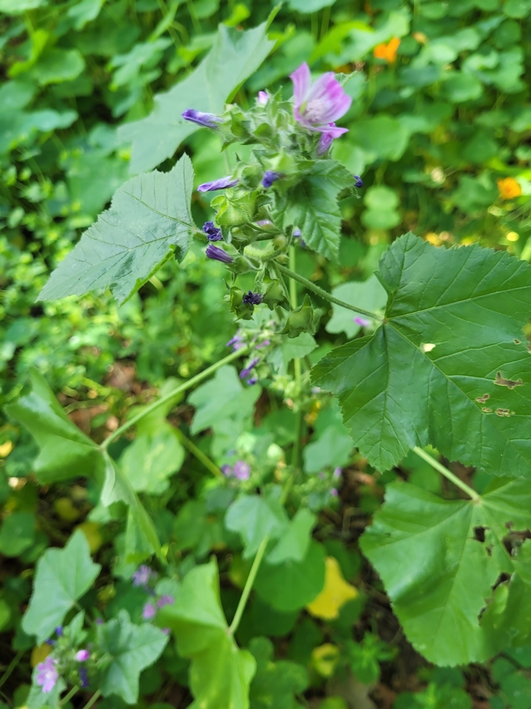 bull mallow from Topanga Beach, Topanga, CA 90265, USA on April 11 ...